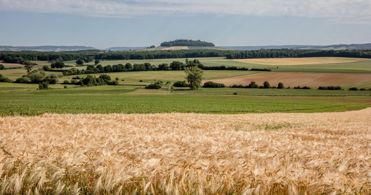 Projet de developpement agricole - Projet alimentaire territorial ...